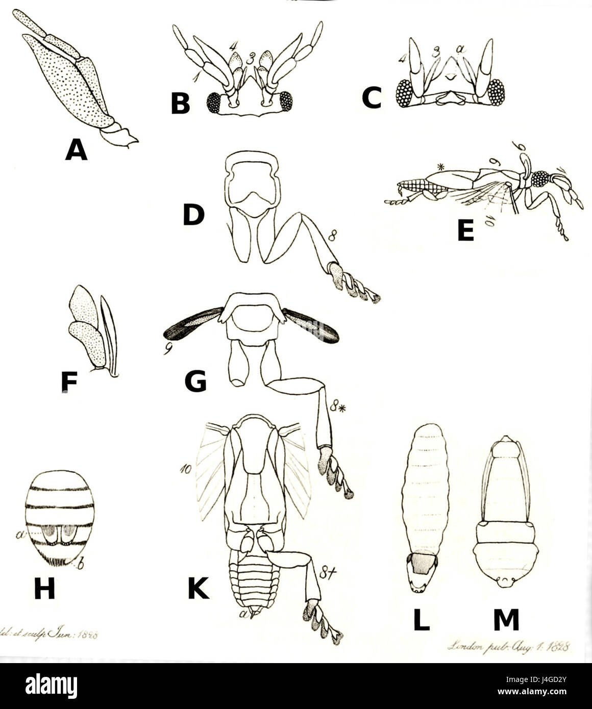 Stylops dalii derivate refers to a specific species or genus of ...
