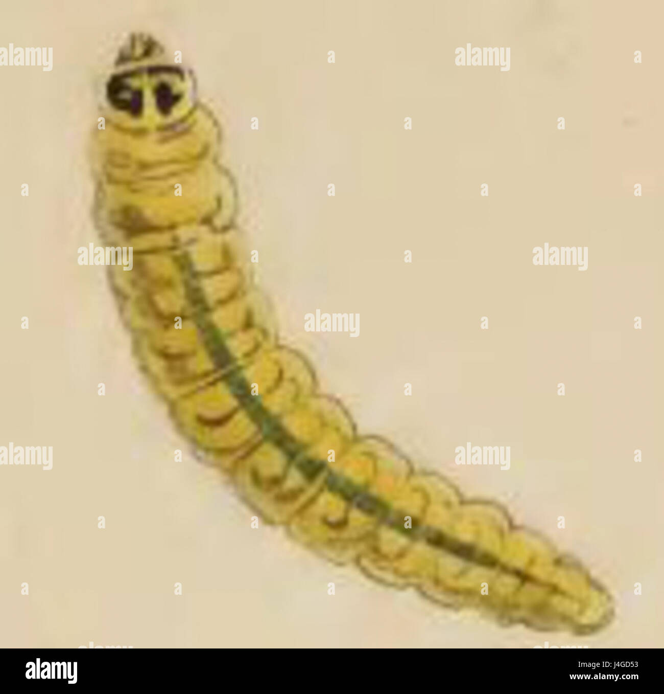 Stigmella centifoliella larva Stock Photo - Alamy