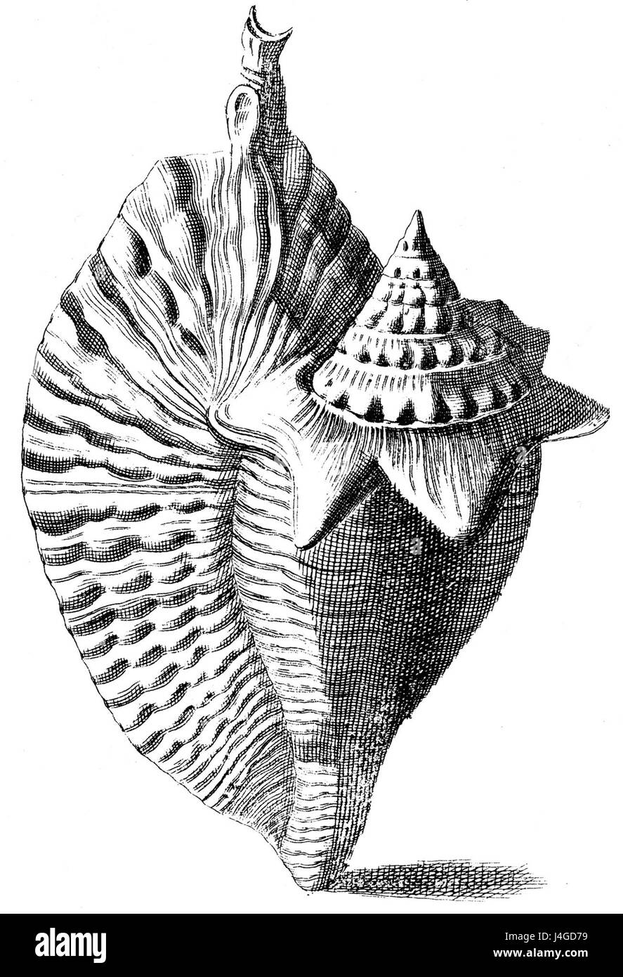 A detailed image of the Strombus gallus, a species of conch, showcasing ...