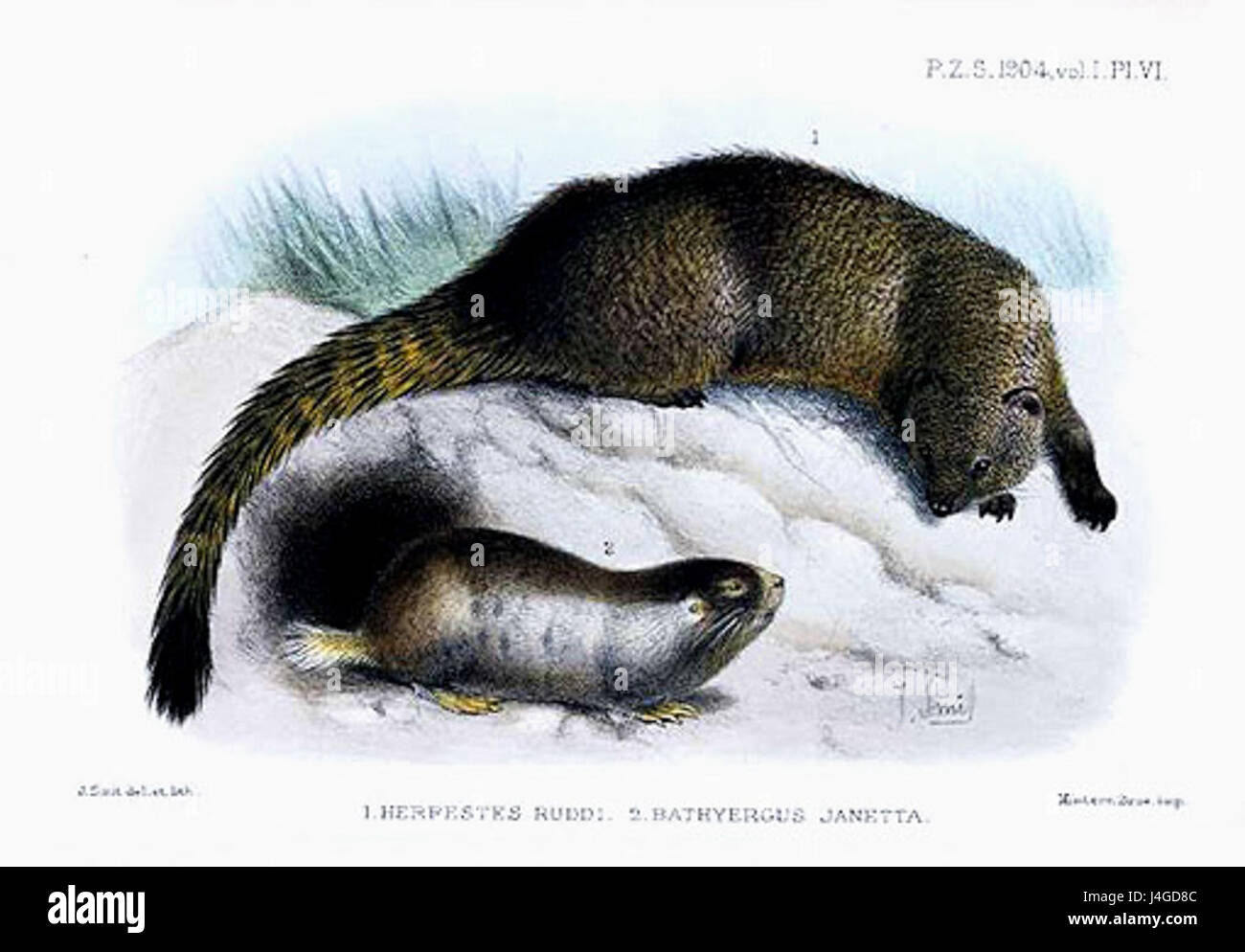 This image shows *Herpestes ruddi* (Ruddy Mongoose) and *Bathyergus ...