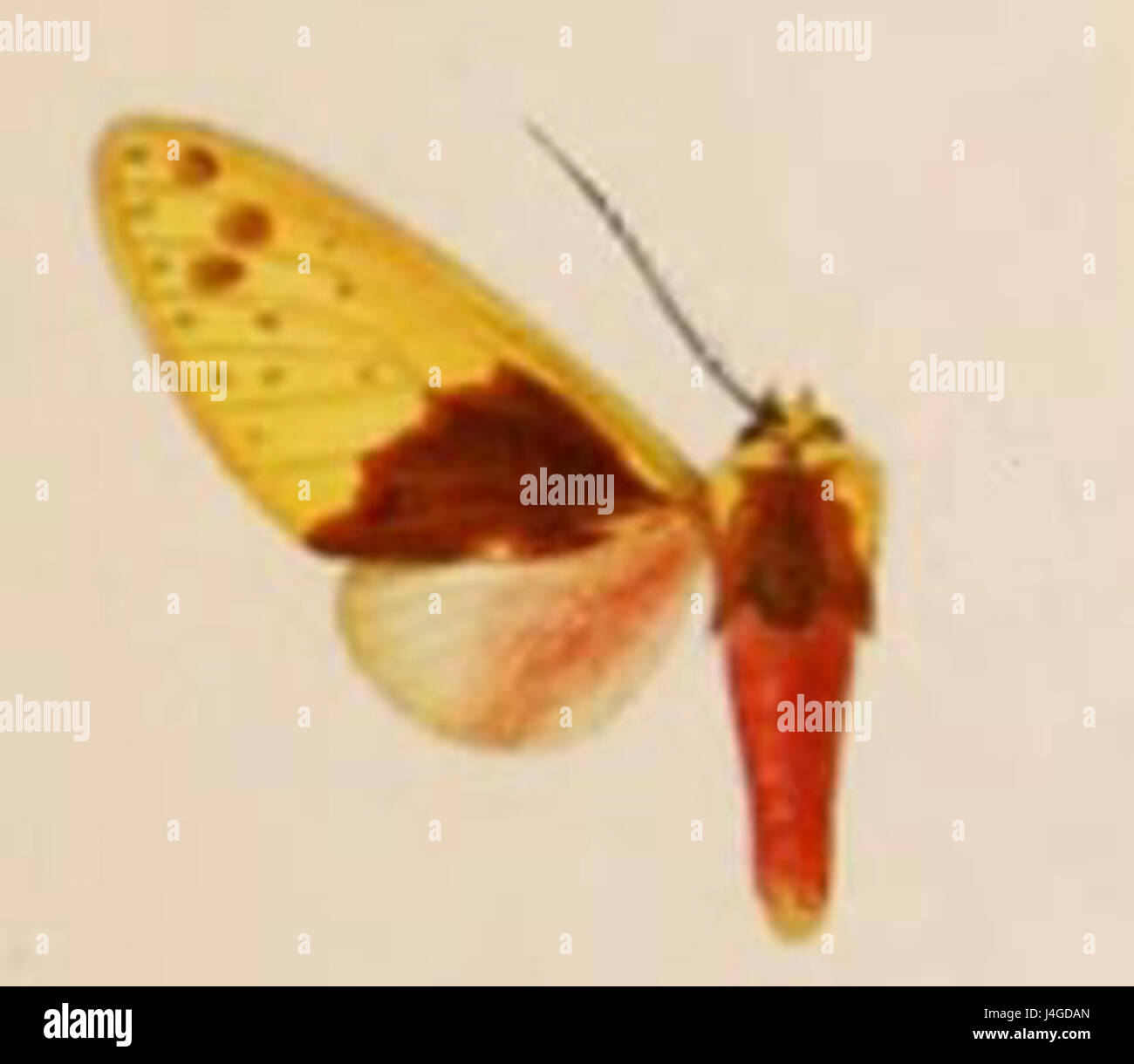 Symphlebia costaricensis hi-res stock photography and images - Alamy