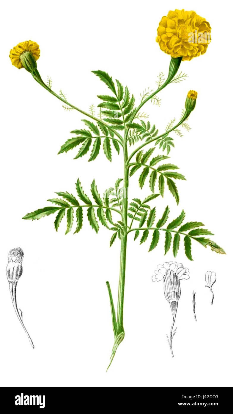 Tagetes erecta marigold Cut Out Stock Images & Pictures - Alamy