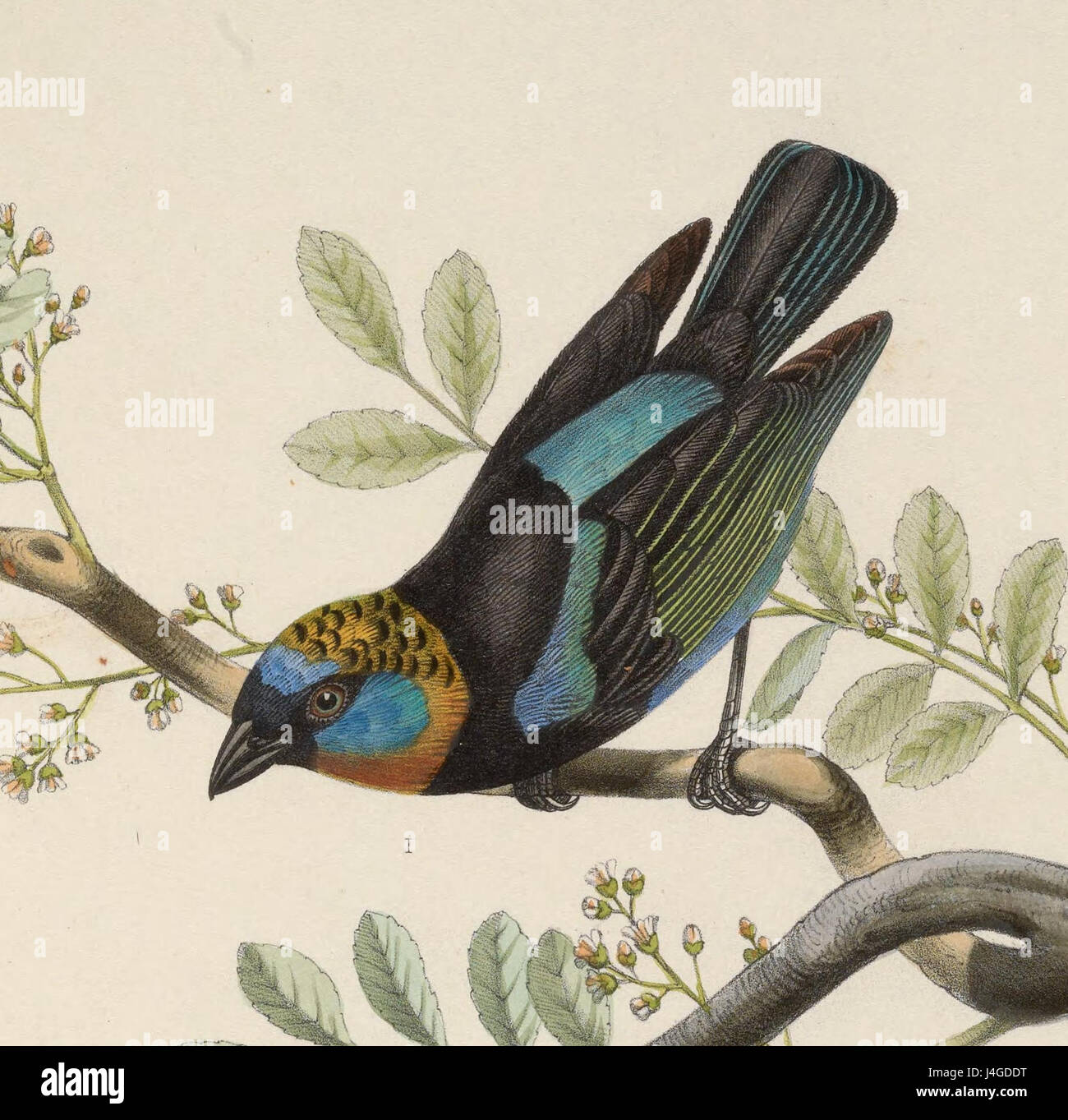 Tangara larvata fanny is a species of bird in the tanager family ...