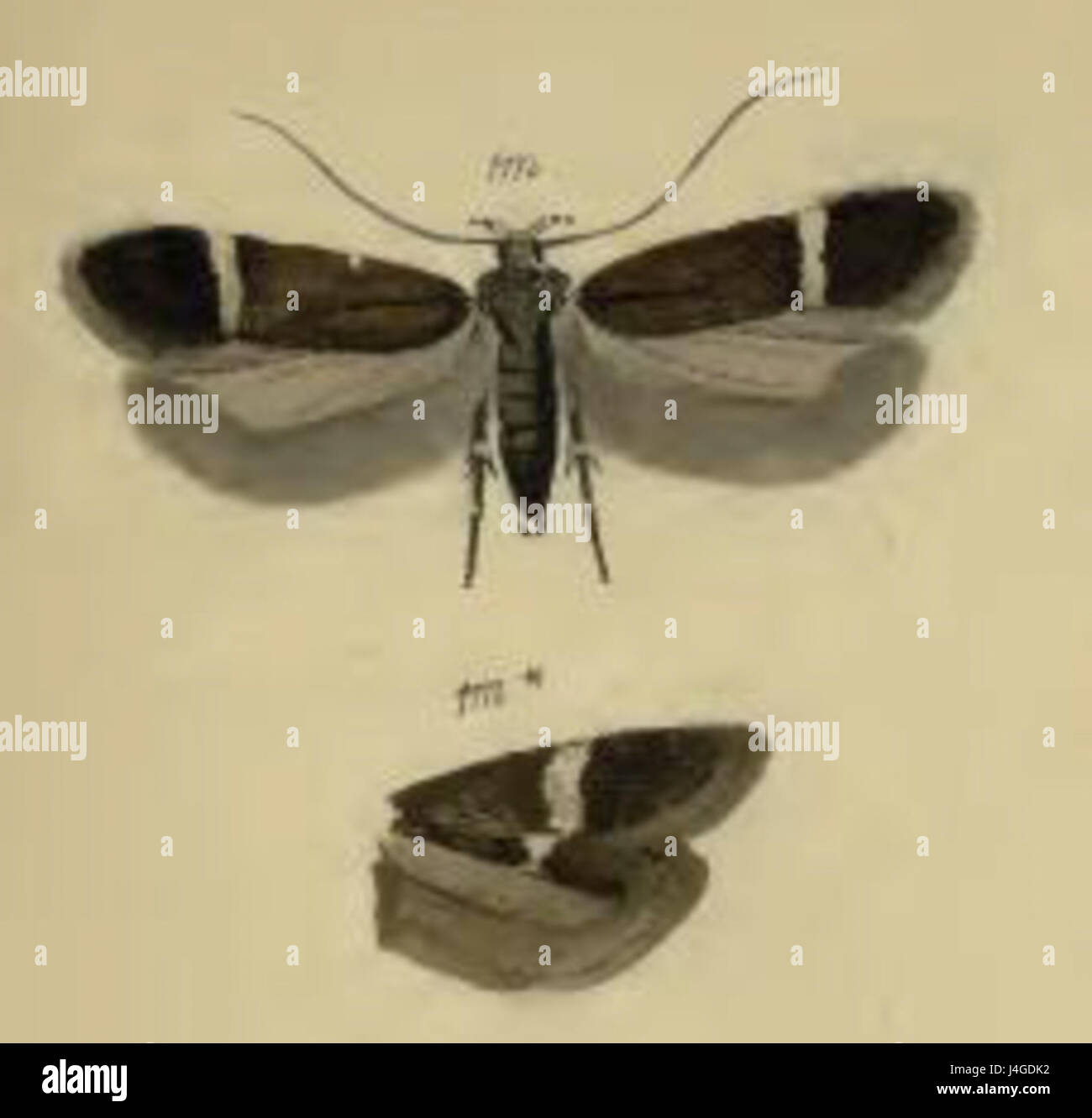 Syncopacma taeniolella is a species of moth in the family Gelechiidae ...