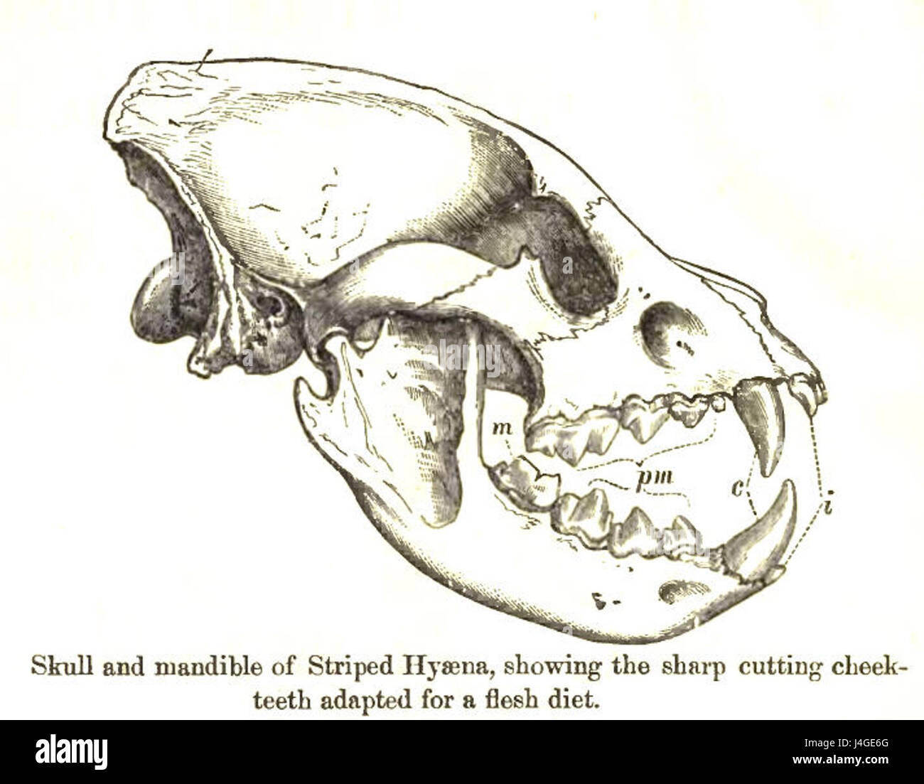 A close-up view of a striped hyena skull, emphasizing its distinctive ...