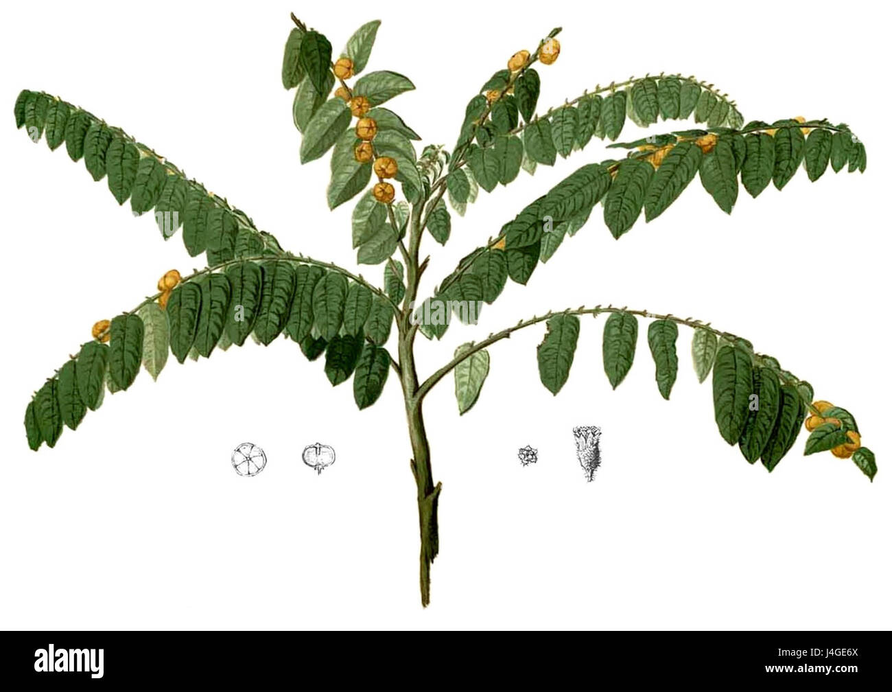 Sauropus villosus Blanco2.399 cropped Stock Photo - Alamy