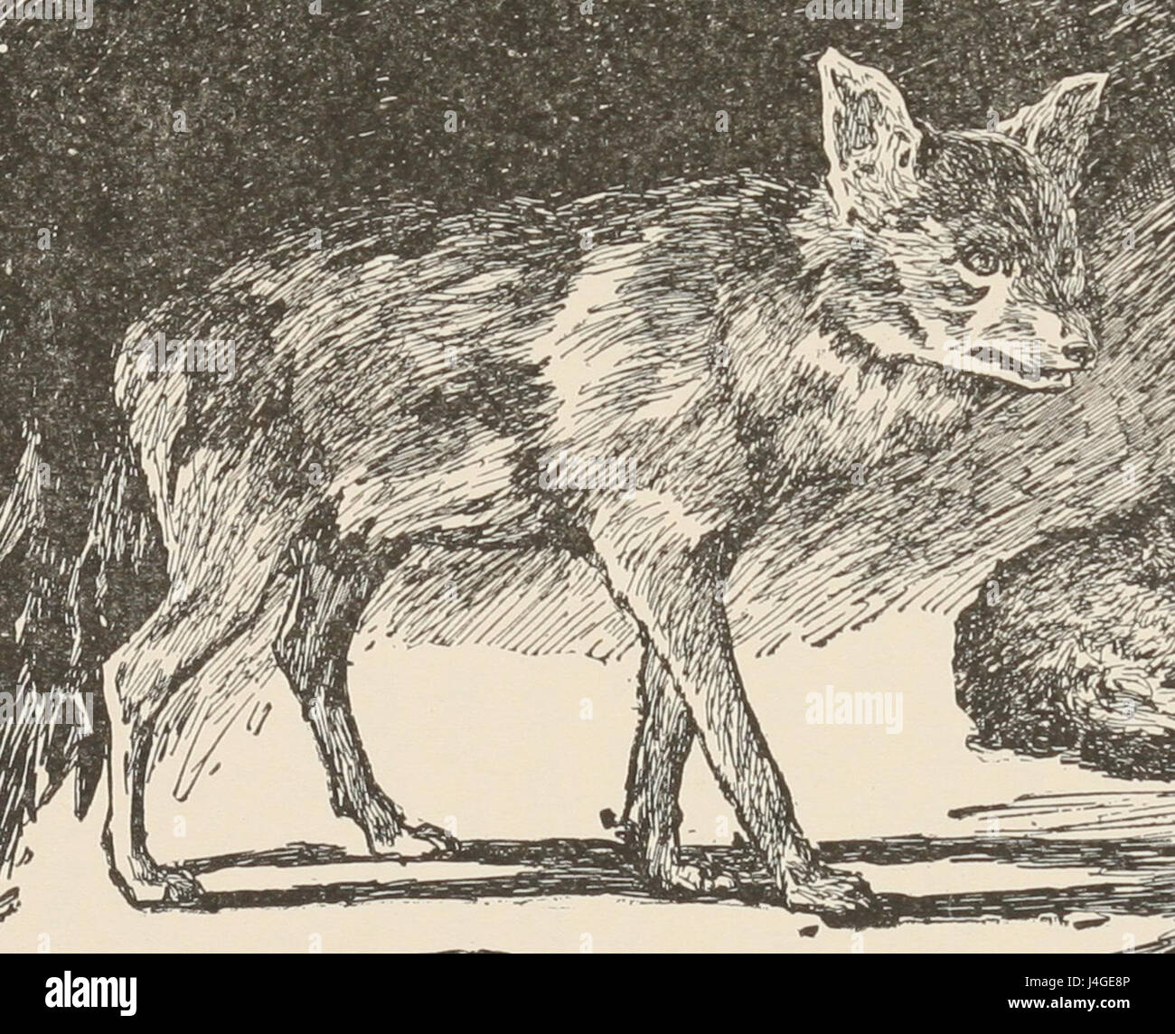 Tabaqui hi-res stock photography and images - Alamy