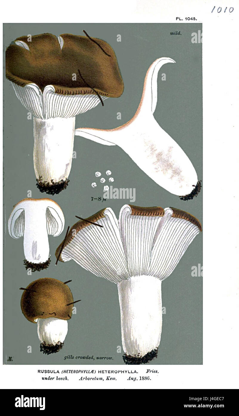 Russula heterophylla hi-res stock photography and images - Alamy