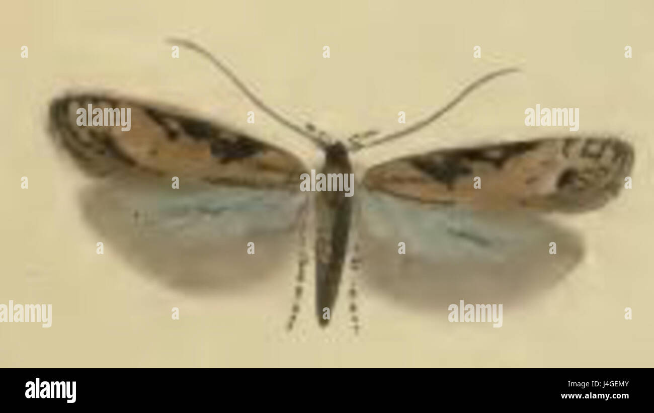 Costella hi-res stock photography and images - Alamy