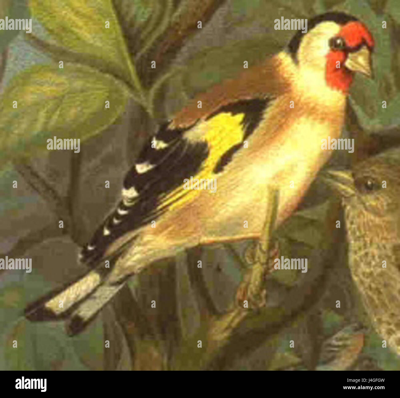 History of stieglitz hi-res stock photography and images - Alamy