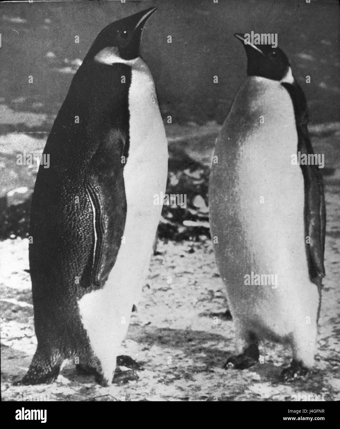 The Shackleton Nimrod 76 refers to the British Antarctic Expedition led ...