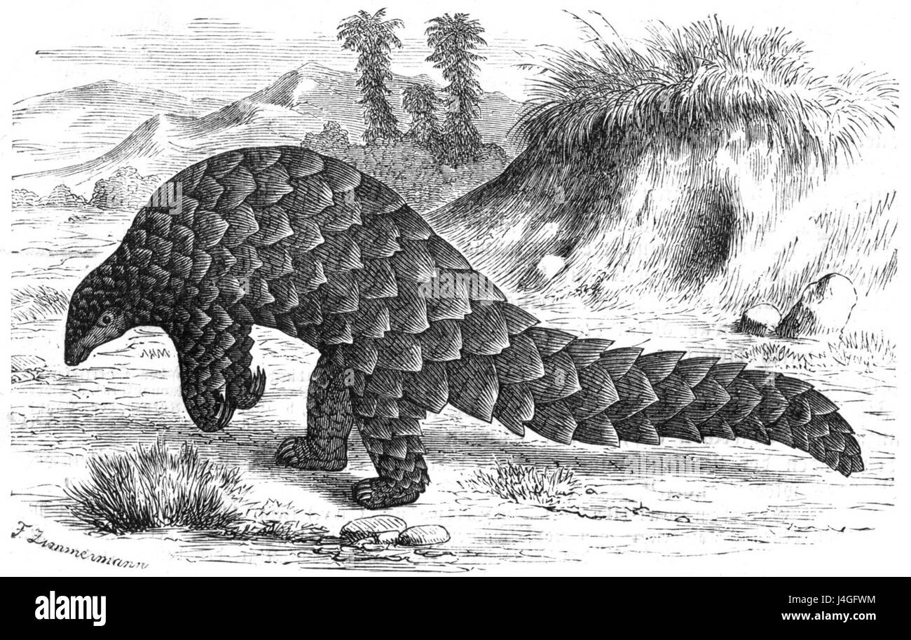 This drawing illustrates a 'Schuppentier,' a type of armored mammal ...