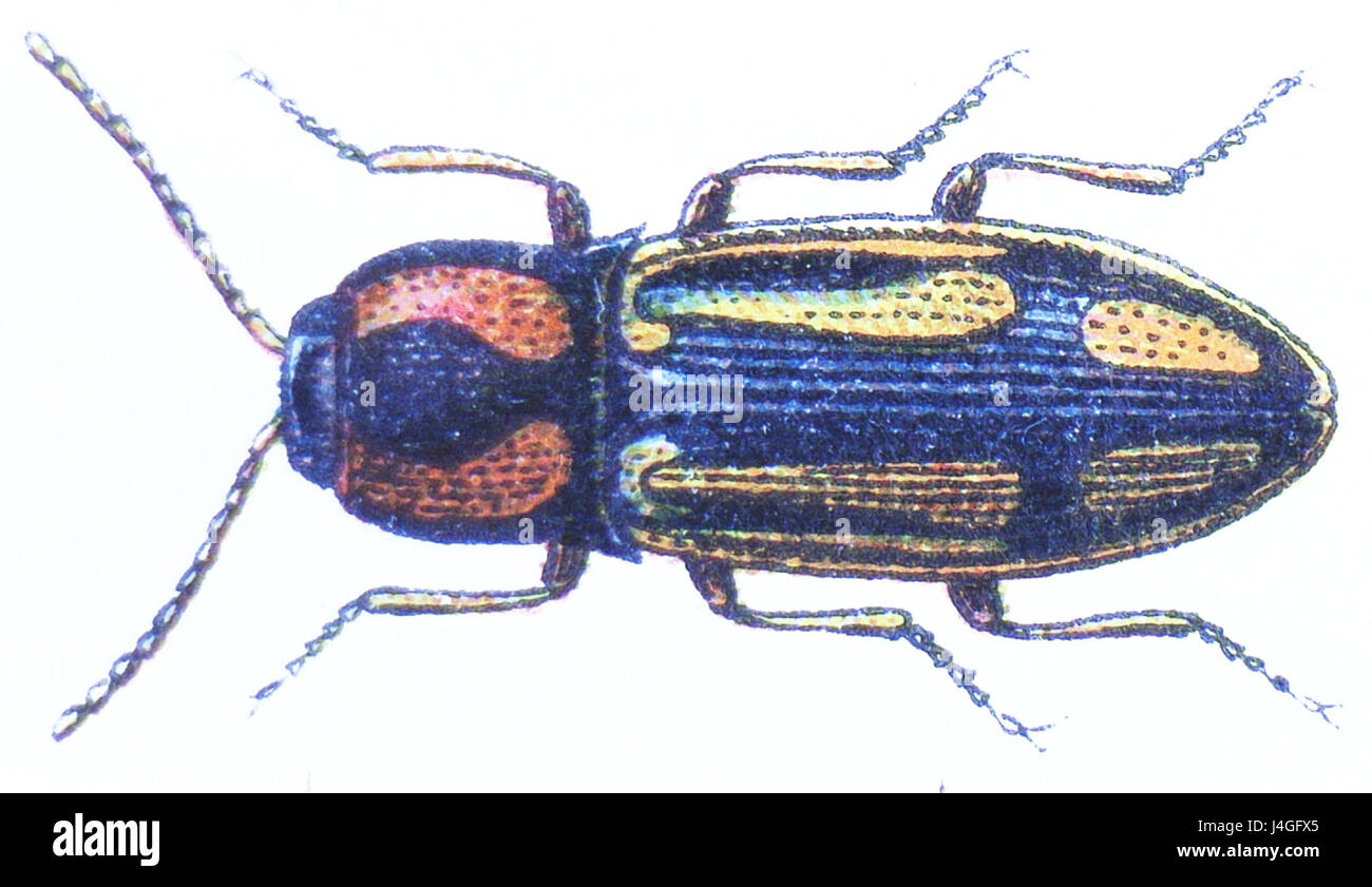 Cruciatus High Resolution Stock Photography and Images - Alamy