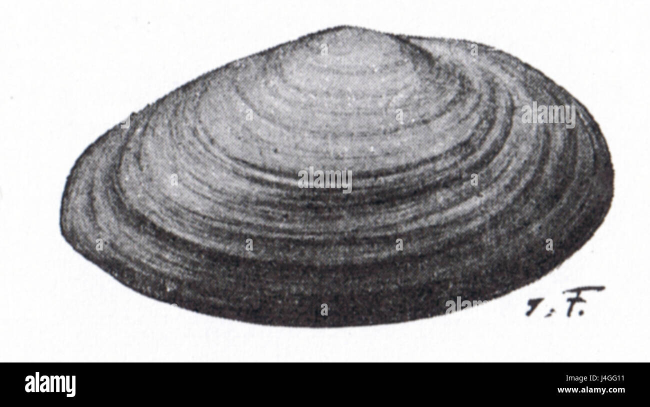 Clam predators hi-res stock photography and images - Alamy