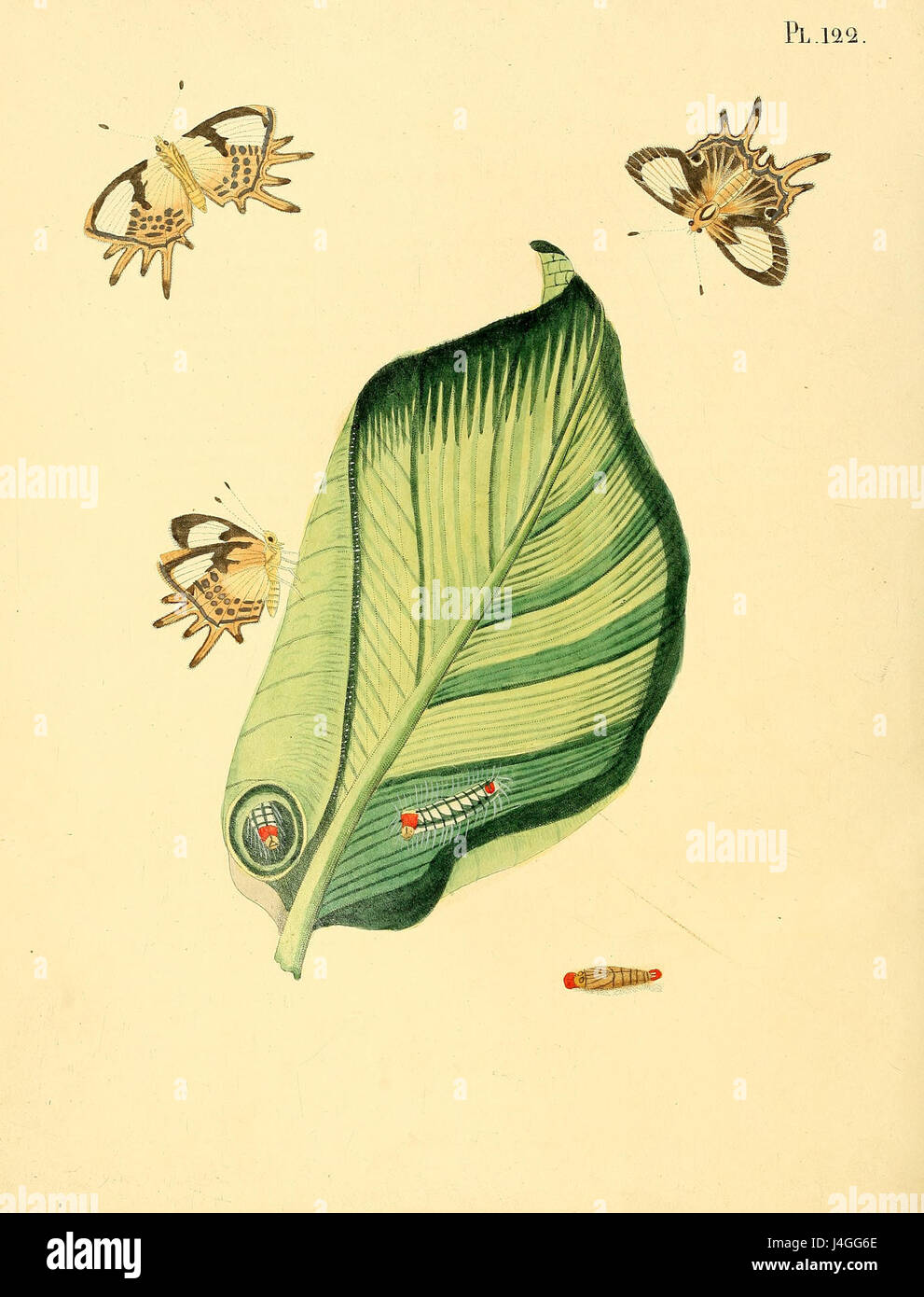 An illustration of the butterfly Helicopis cupido from Sepp's ...