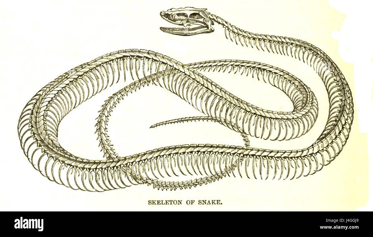 Extinct snake hi-res stock photography and images - Alamy