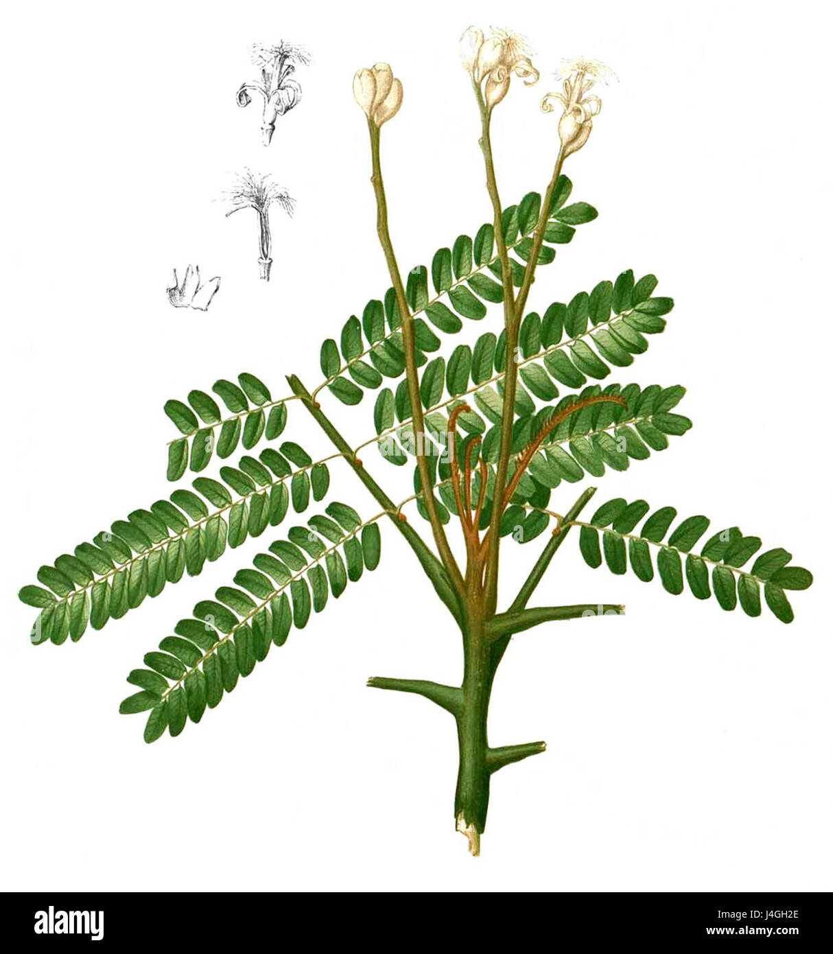 Serianthes grandiflora is a species of tree in the Fabaceae family ...