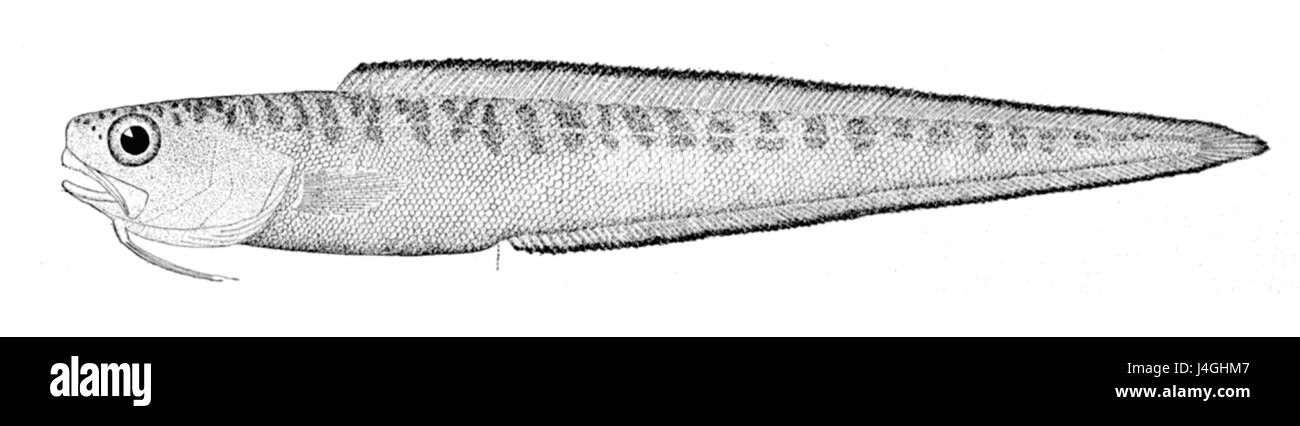 Marmoratum hi-res stock photography and images - Alamy