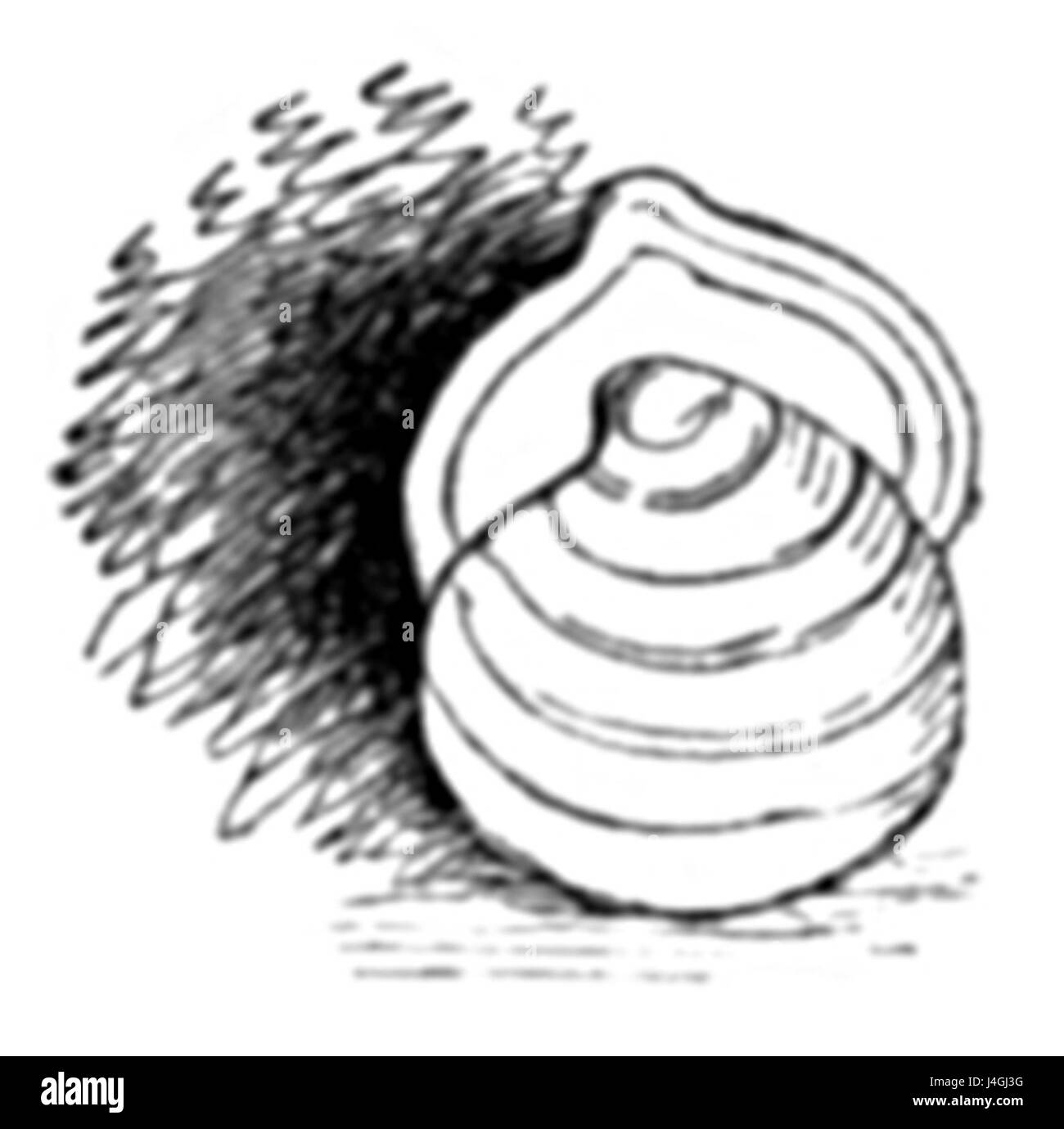 This small seashell engraving showcases intricate artistry ...