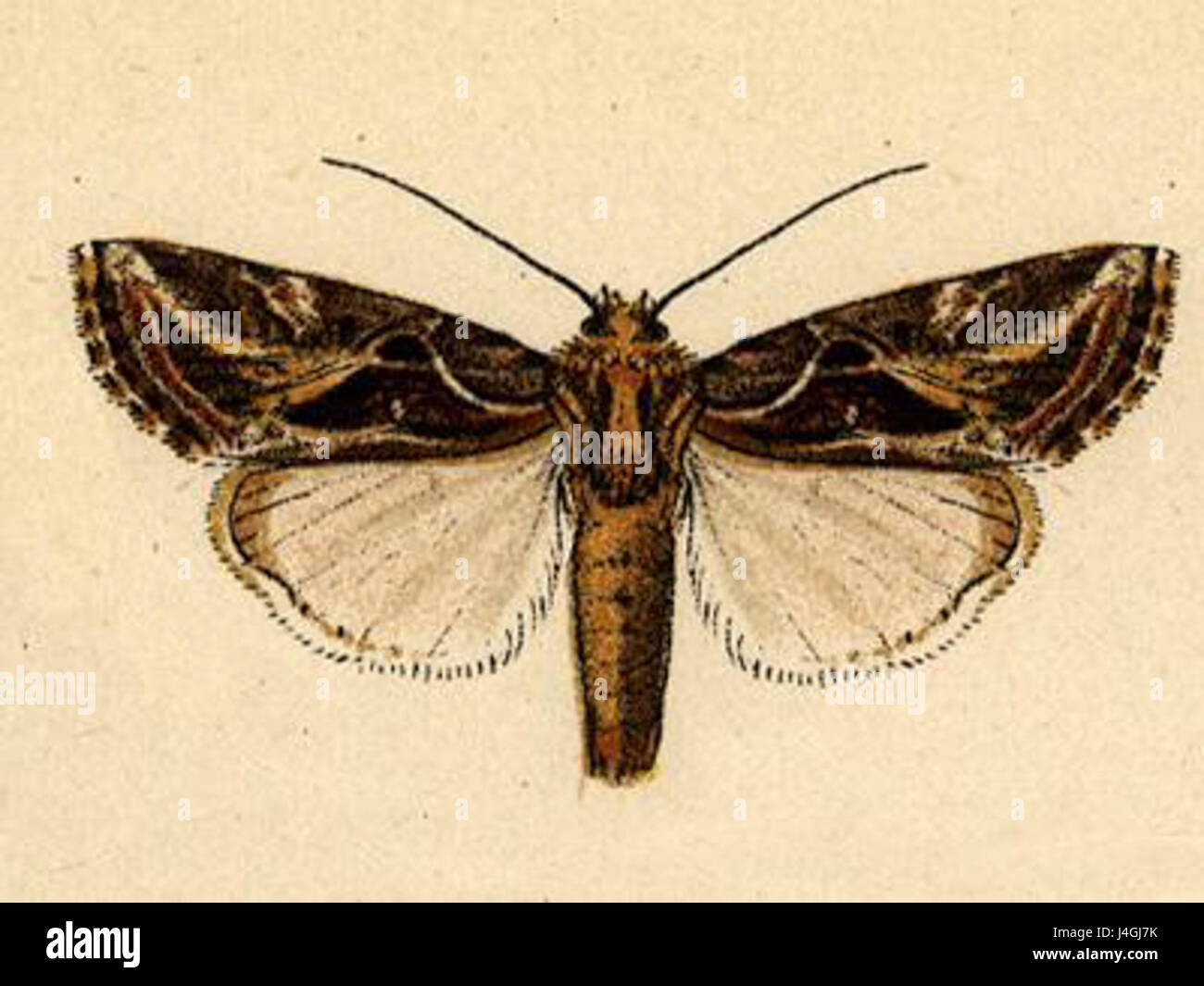 Spodoptera hi-res stock photography and images - Alamy