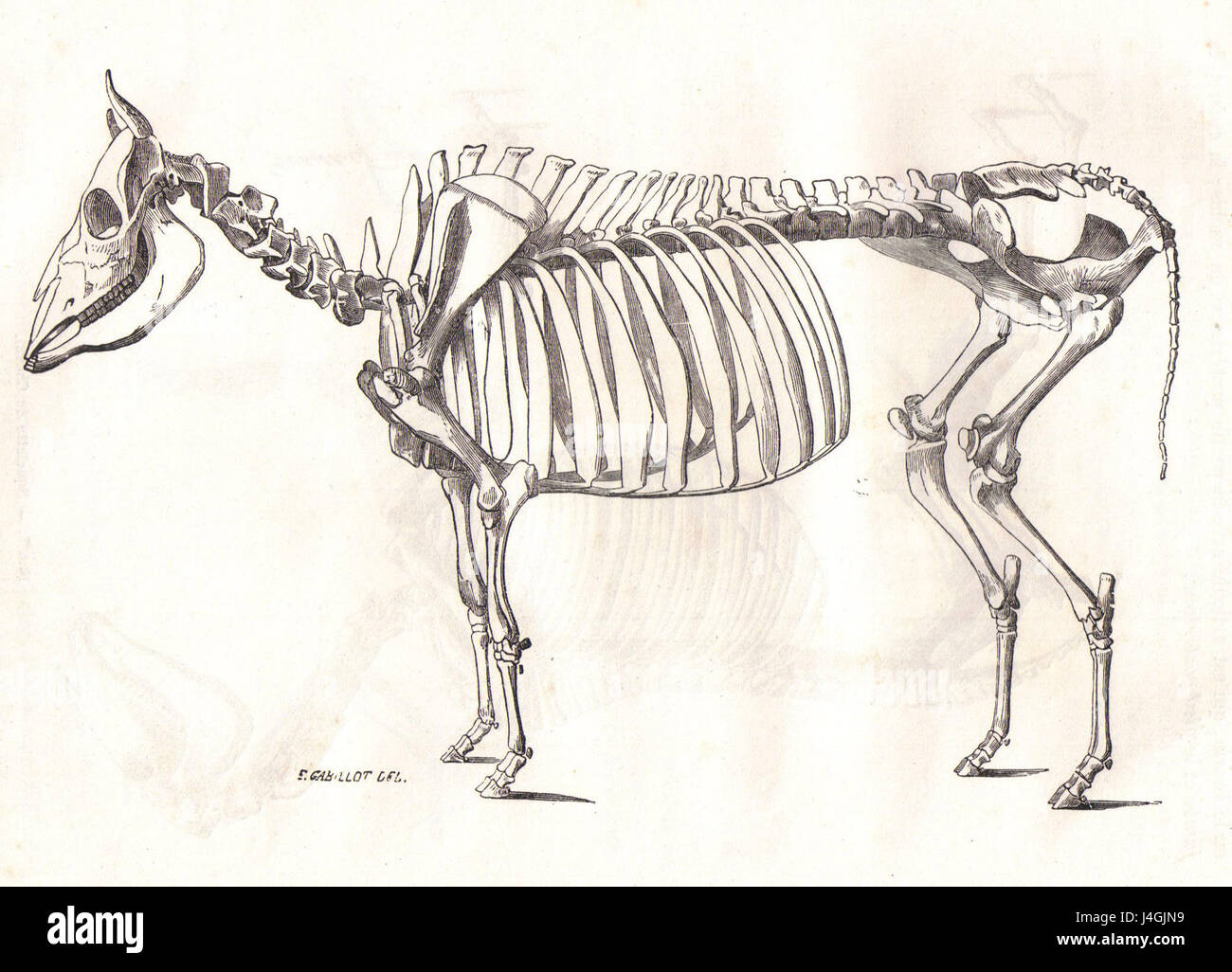 This image presents a skeletal structure of a cow, showcasing its ...
