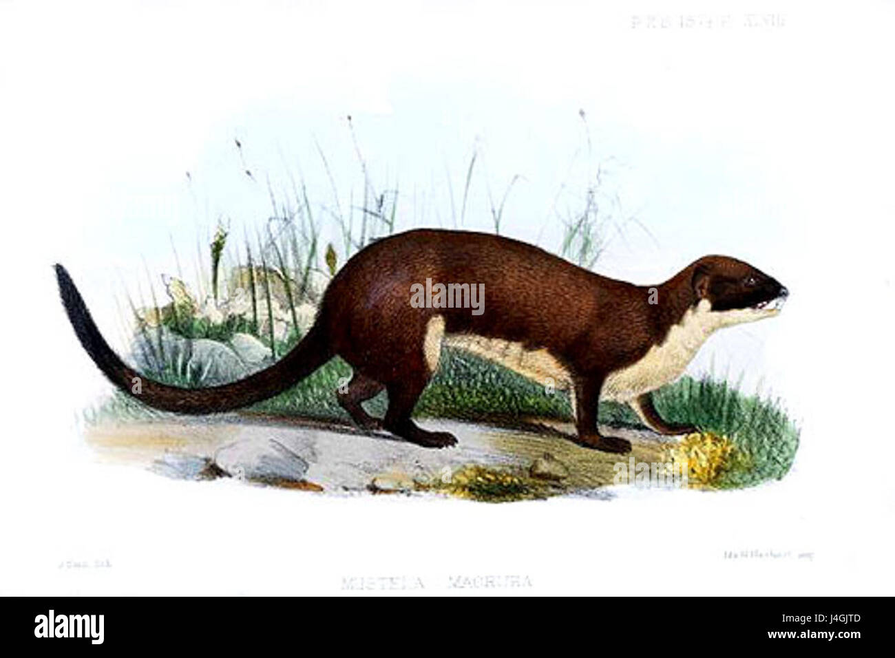 Classification term Cut Out Stock Images & Pictures - Alamy