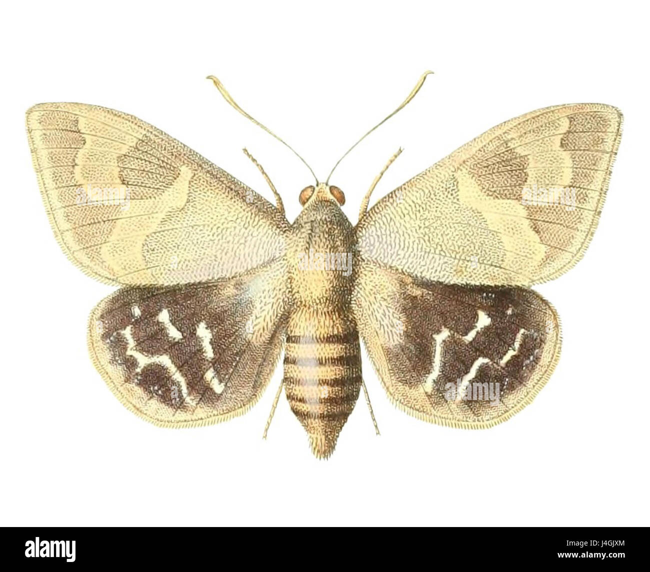 Chelone Cut Out Stock Images & Pictures - Alamy