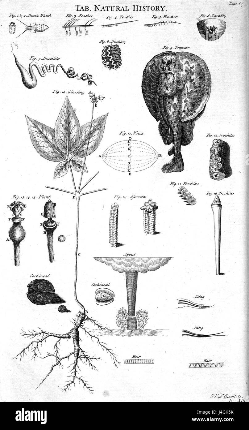 Table of Natural History, Cyclopaedia, Volume 2 Stock Photo - Alamy