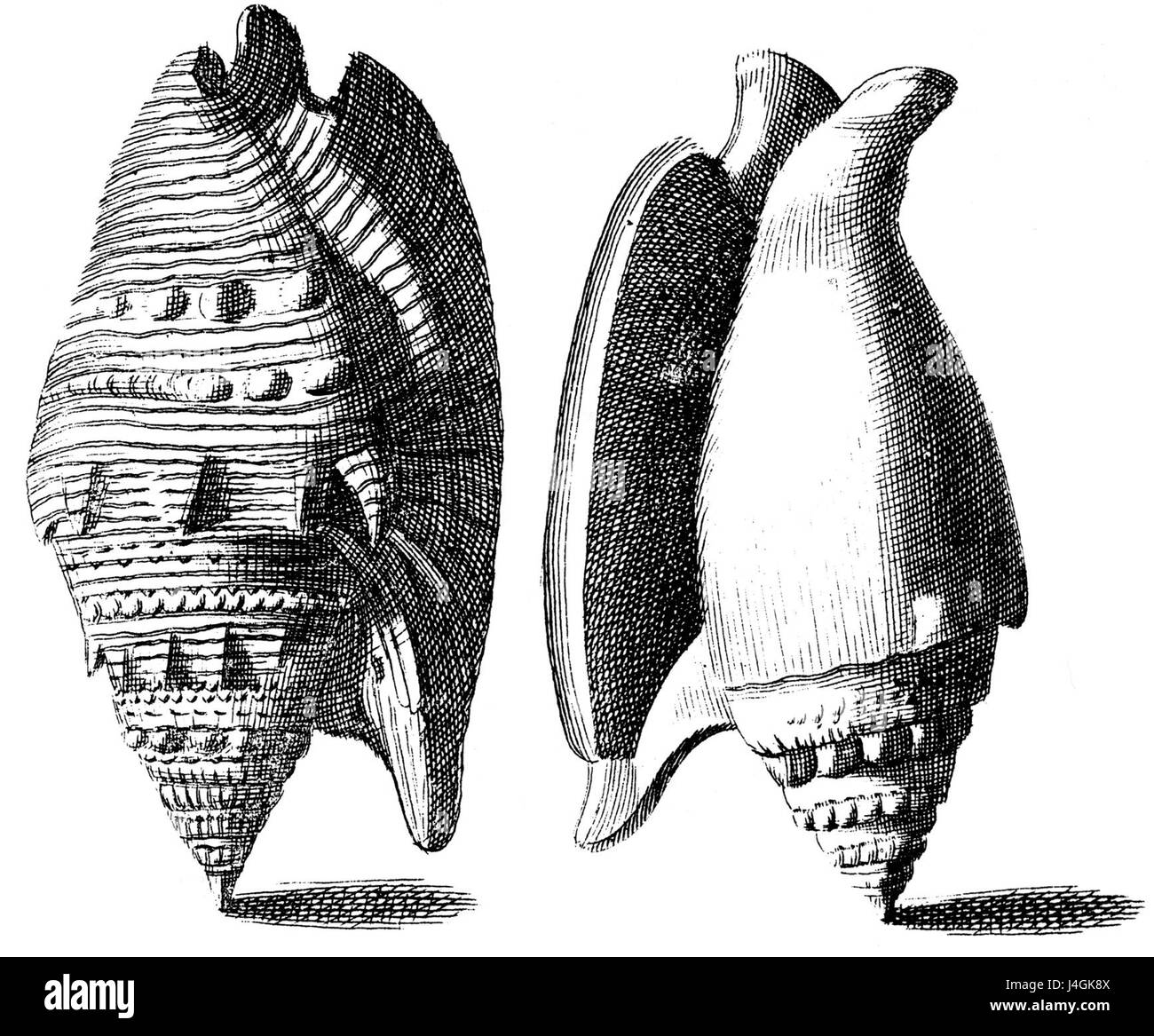 Strombus shell Cut Out Stock Images & Pictures - Alamy