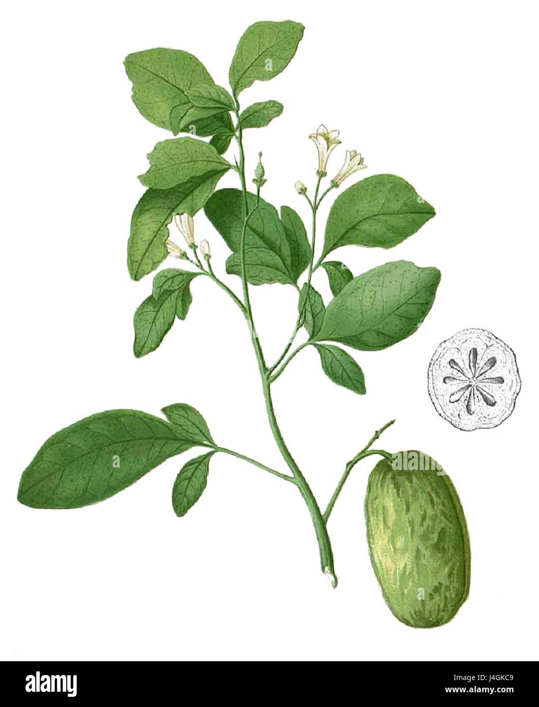Swinglea glutinosa Blanco1.124 cropped Stock Photo - Alamy
