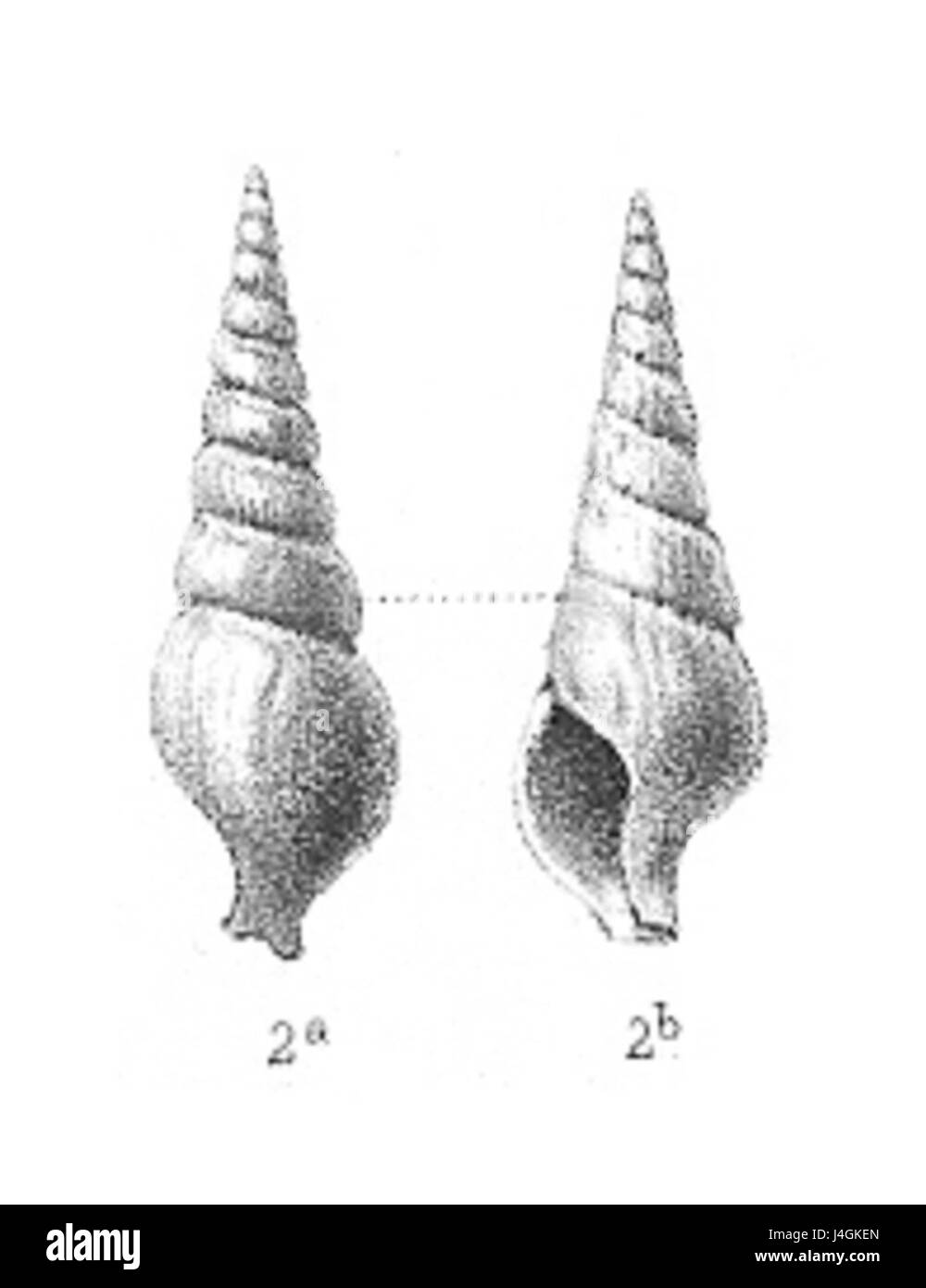 Terebra hi-res stock photography and images - Alamy