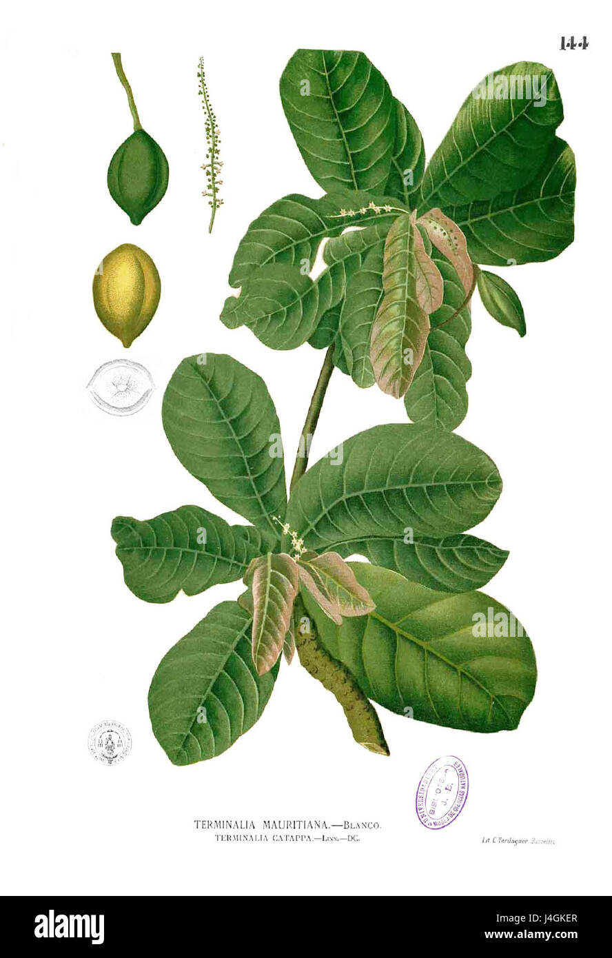 Terminalia catappa fruit Cut Out Stock Images & Pictures - Alamy