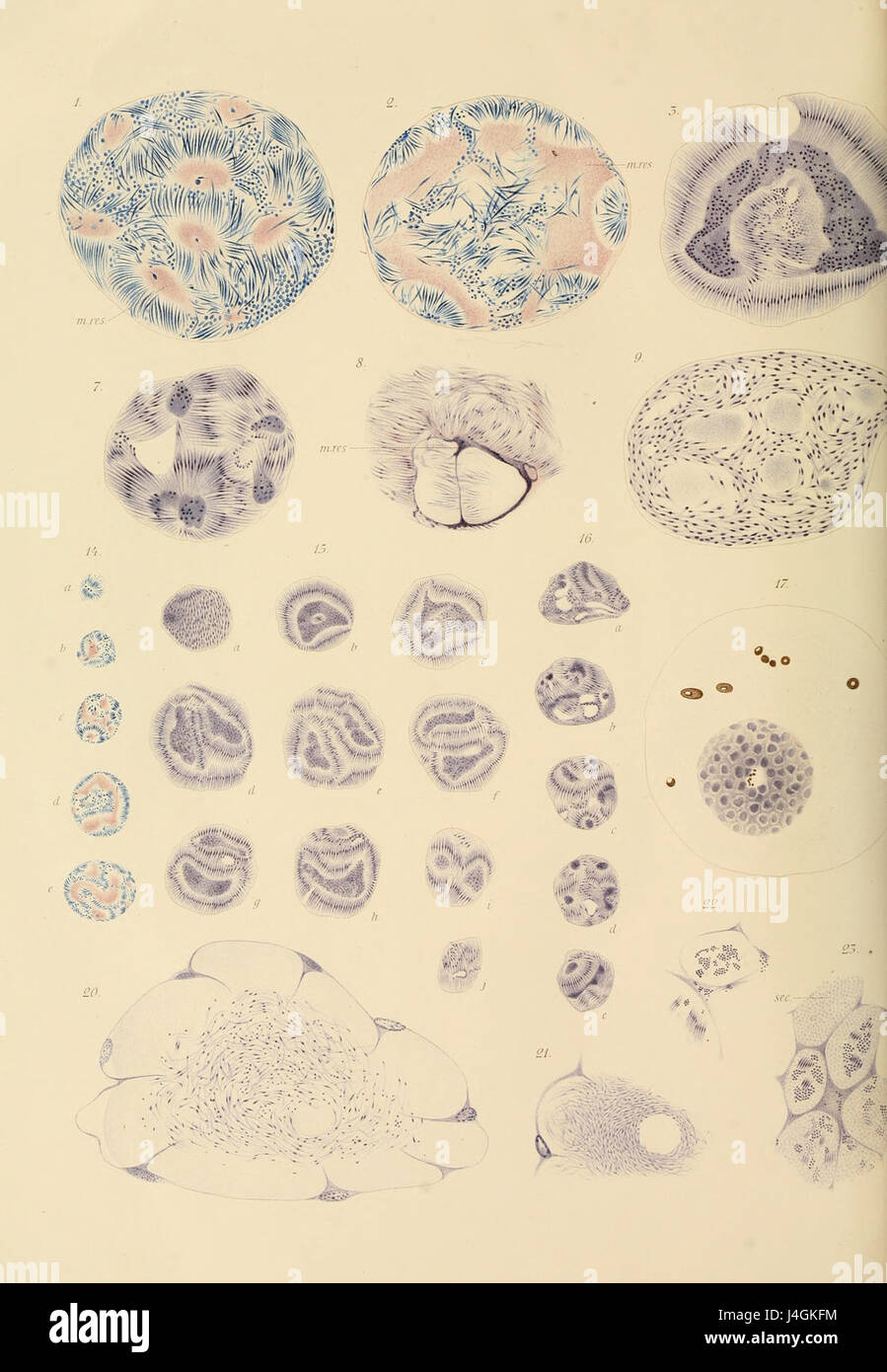 A zoological study on malaria, presented in a scientific plate. The ...