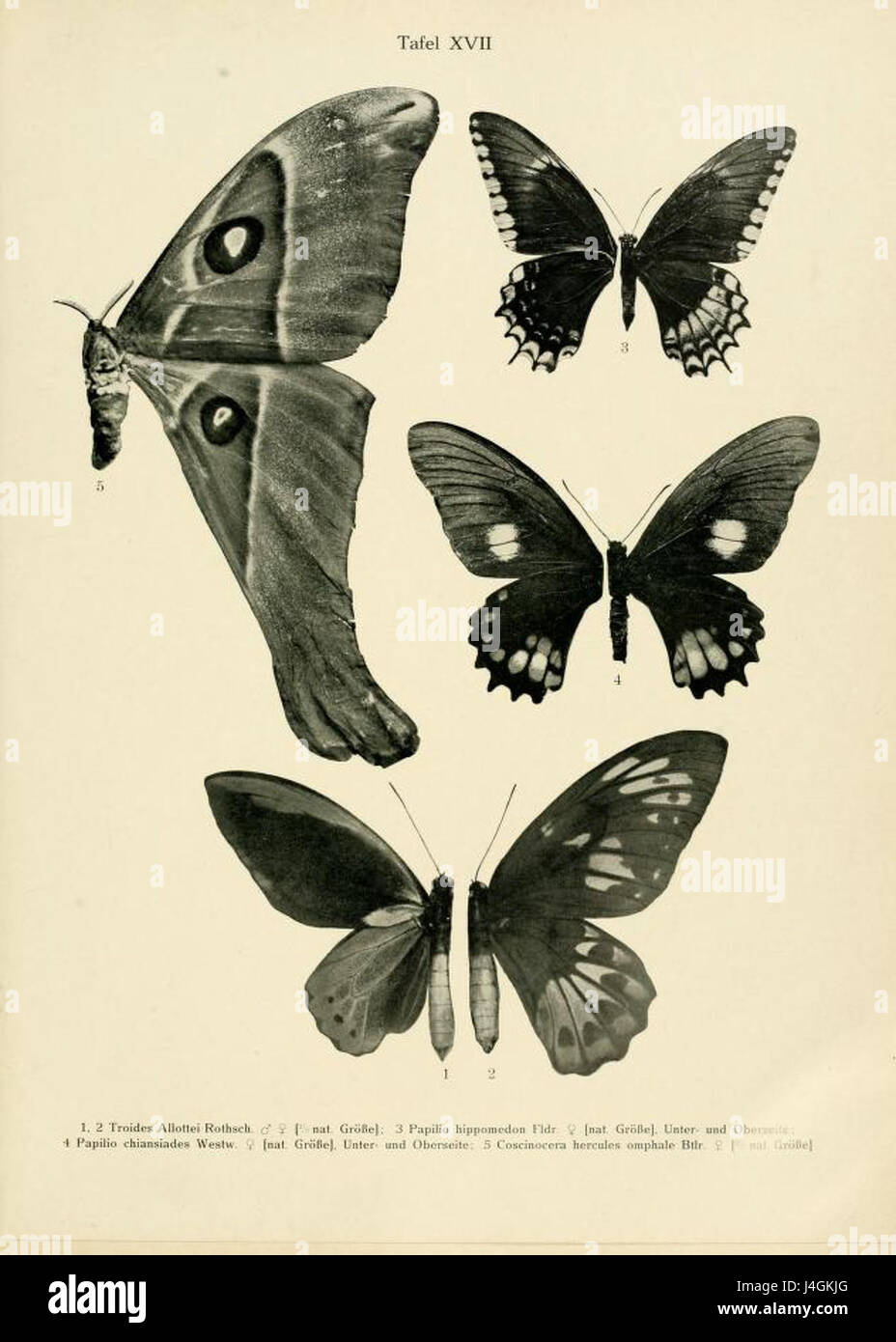 Understanding butterfly classification hi-res stock photography and ...