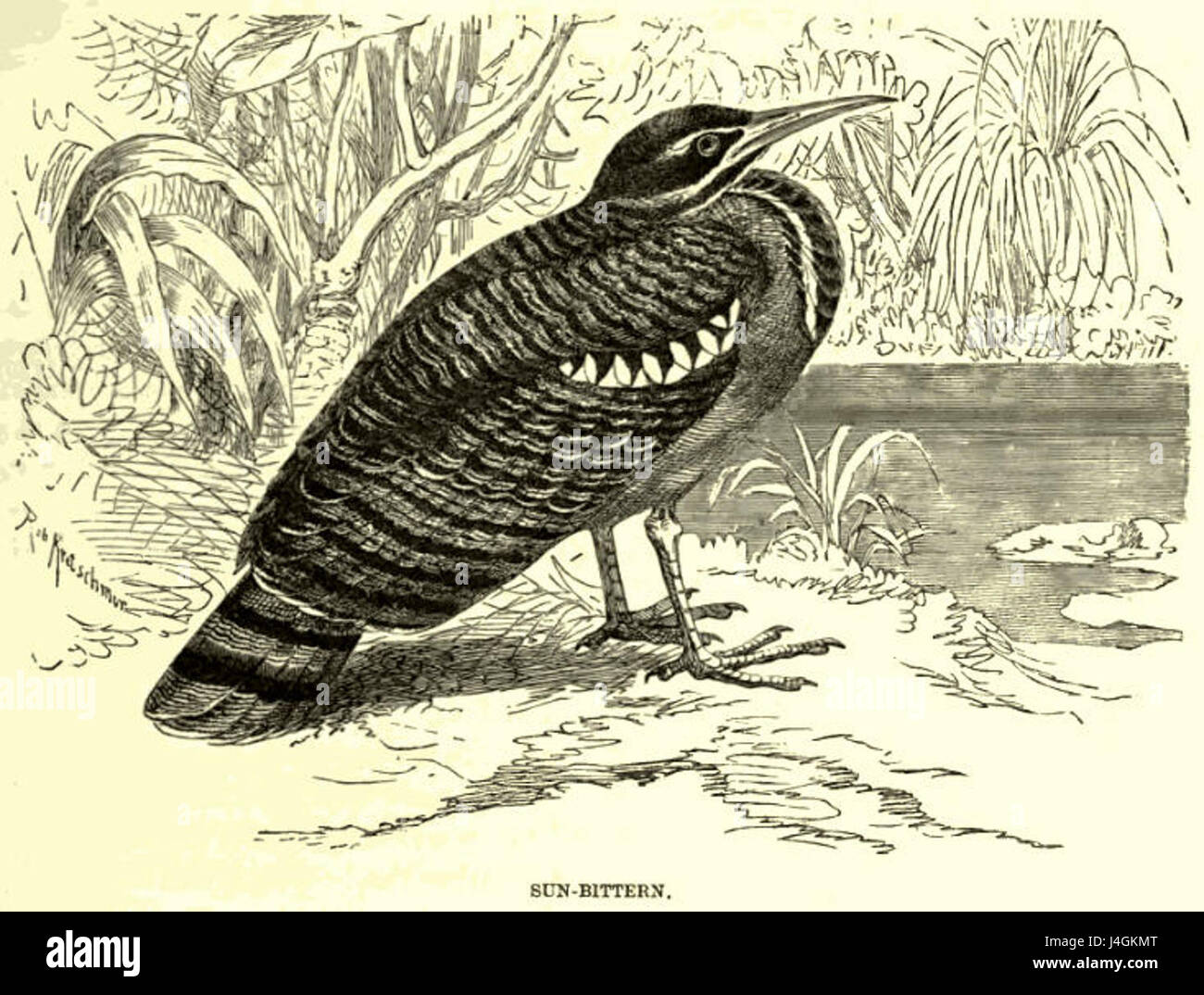 Striking plumage patterns hi-res stock photography and images - Alamy