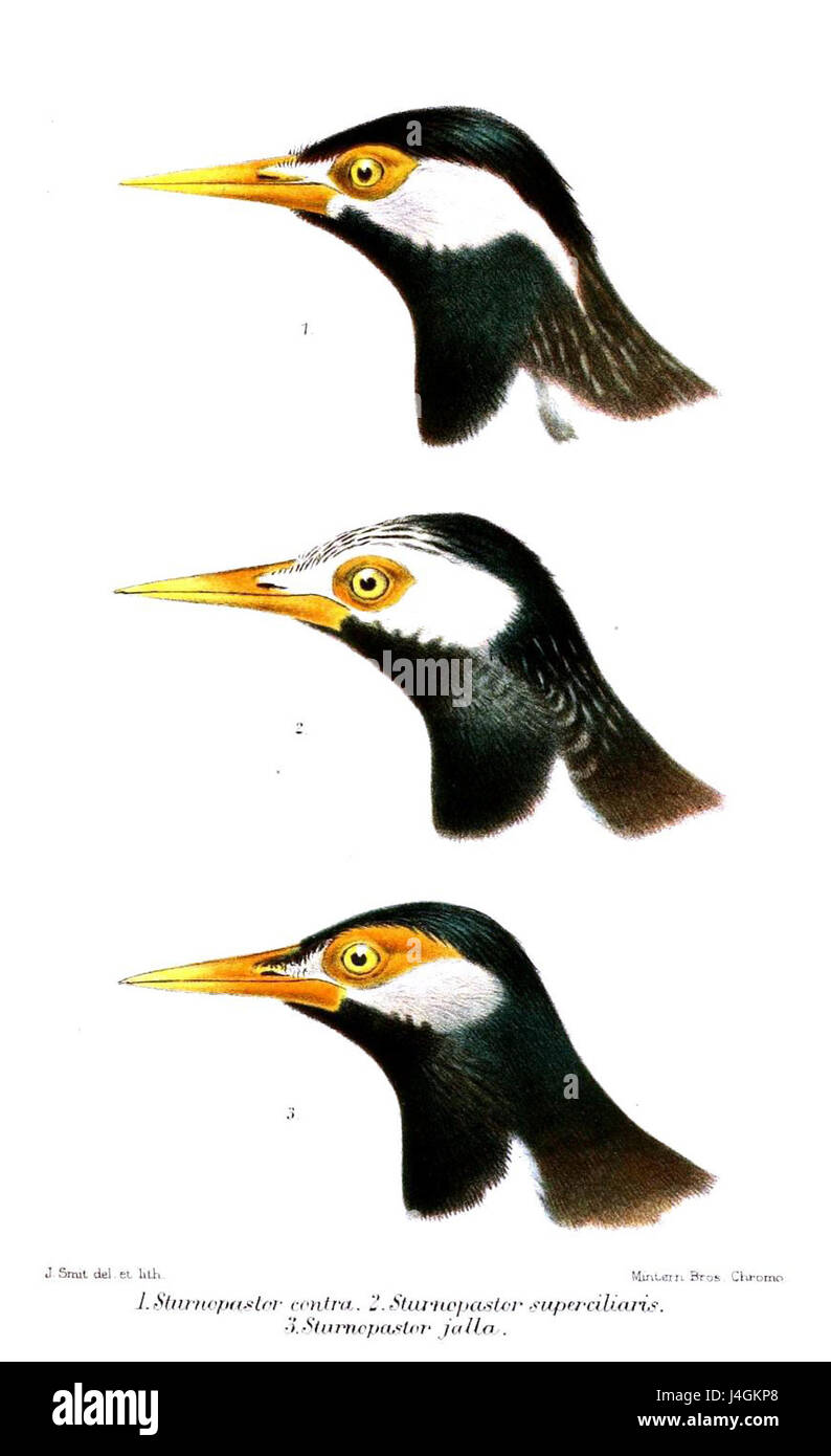 Sturnopastor Smit is a bird species within the family of starlings ...