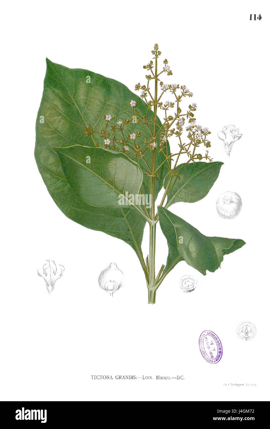 Tectona grandis illustration Cut Out Stock Images & Pictures - Alamy