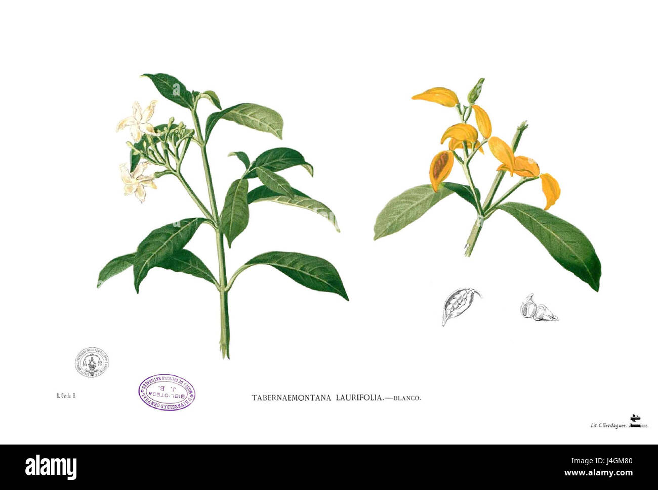 Tabernaemontana pandacaqui, commonly known as the Pandacaqui, is a ...