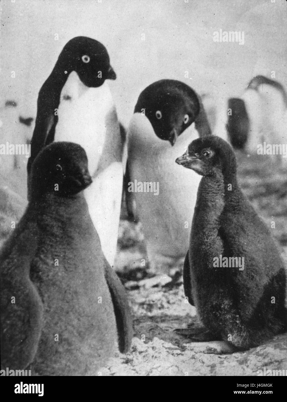 This refers to Sir Ernest Shackleton's Nimrod Expedition, particularly ...