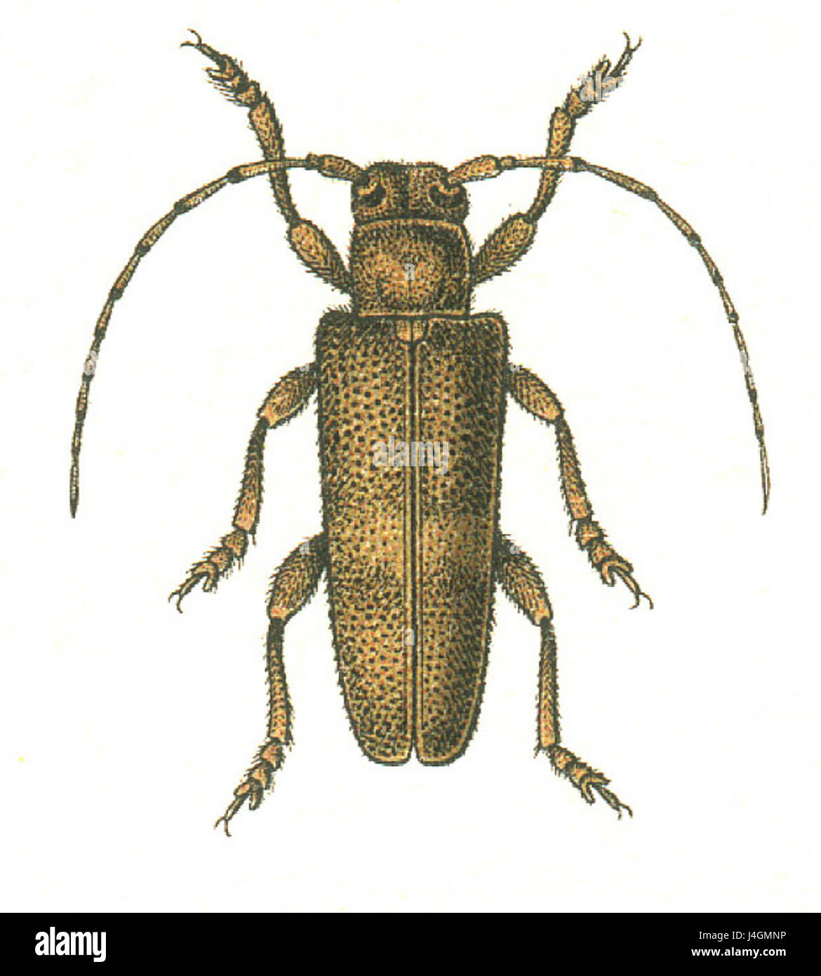 Saperda carcharias, a species of woodboring beetle, known for its ...