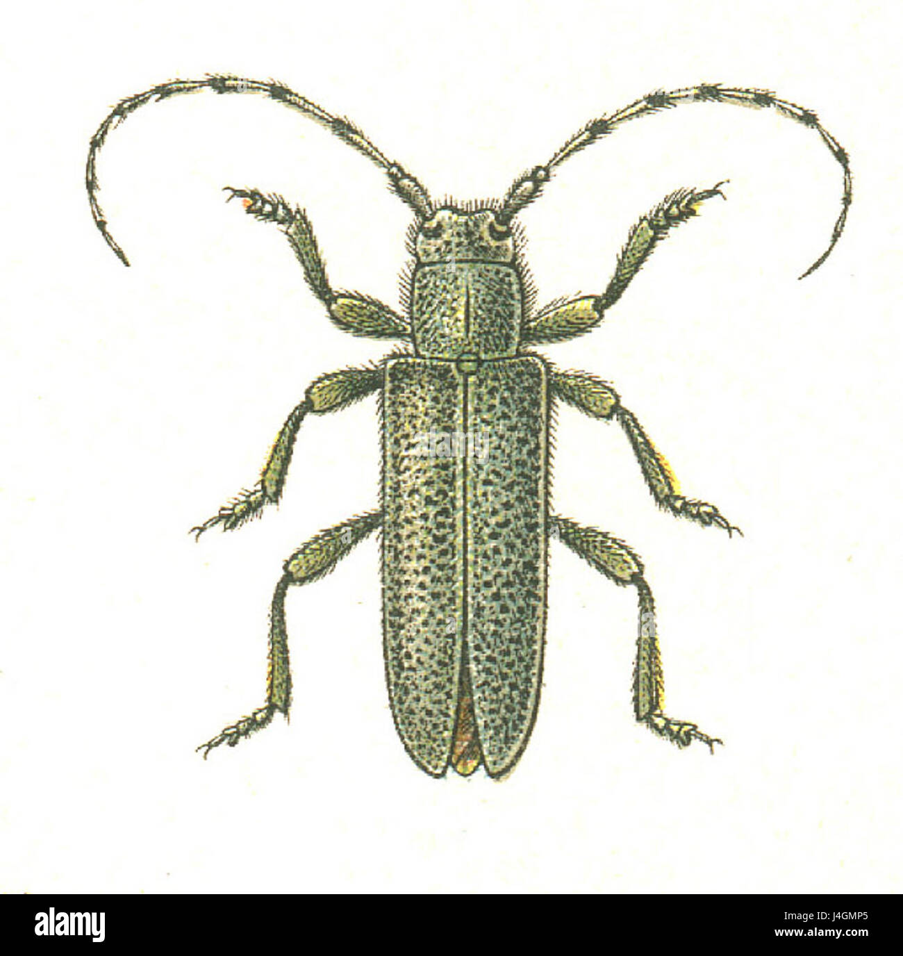 Saperda similis hi-res stock photography and images - Alamy