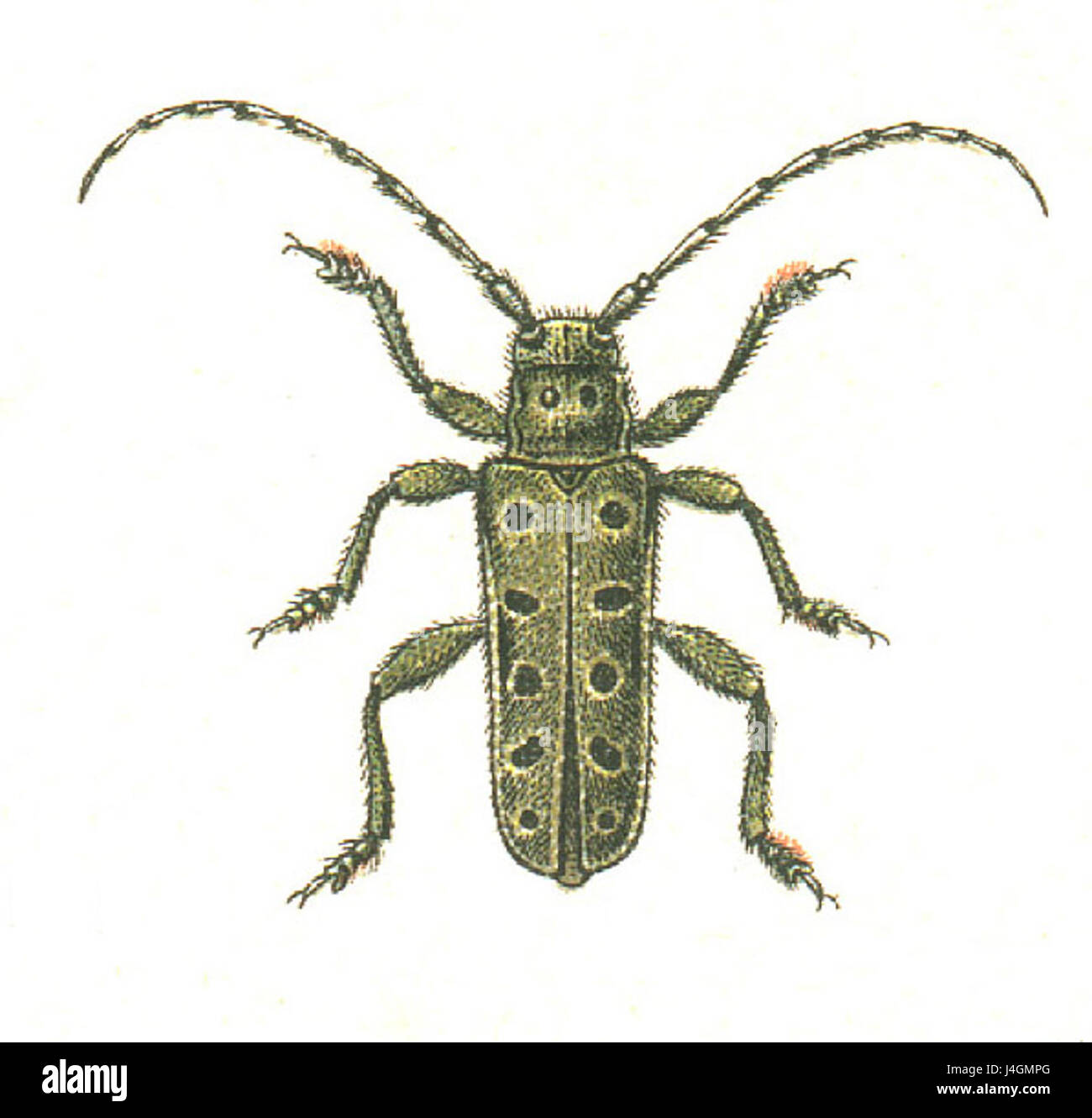 Forest, insects,tree Cut Out Stock Images & Pictures - Alamy