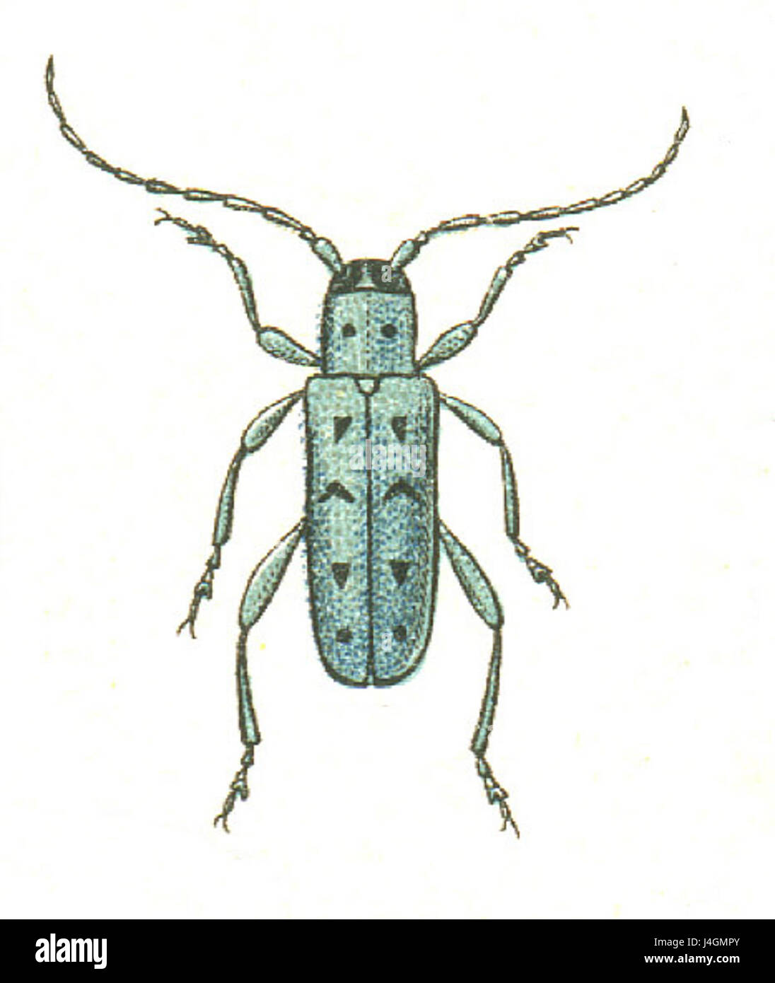 Saperda octopunctata is a species of woodboring beetle known for its ...