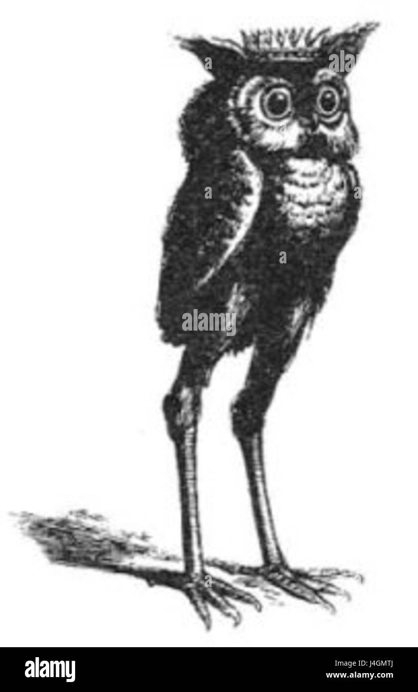 Stolas High Resolution Stock Photography and Images - Alamy