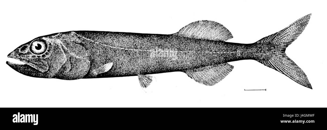 Host parasite insect Black and White Stock Photos & Images - Alamy