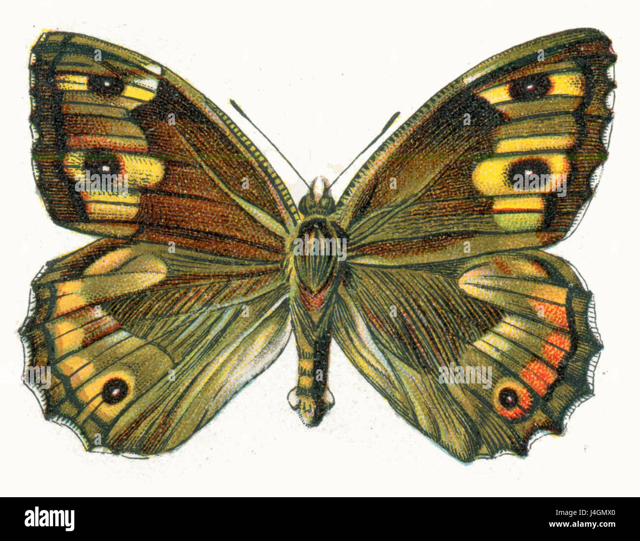 Semele Cut Out Stock Images & Pictures - Alamy