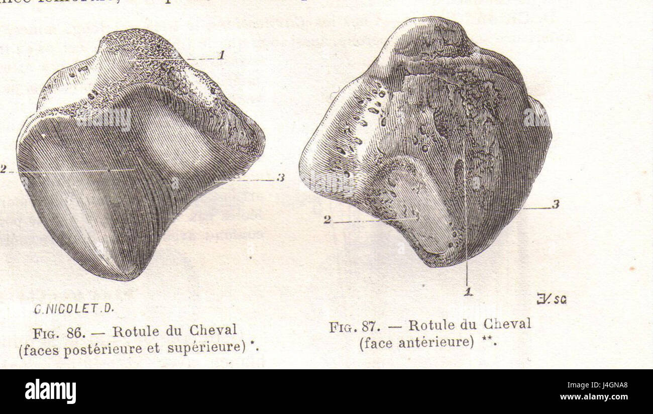 This reference pertains to a work on equine anatomy, specifically ...