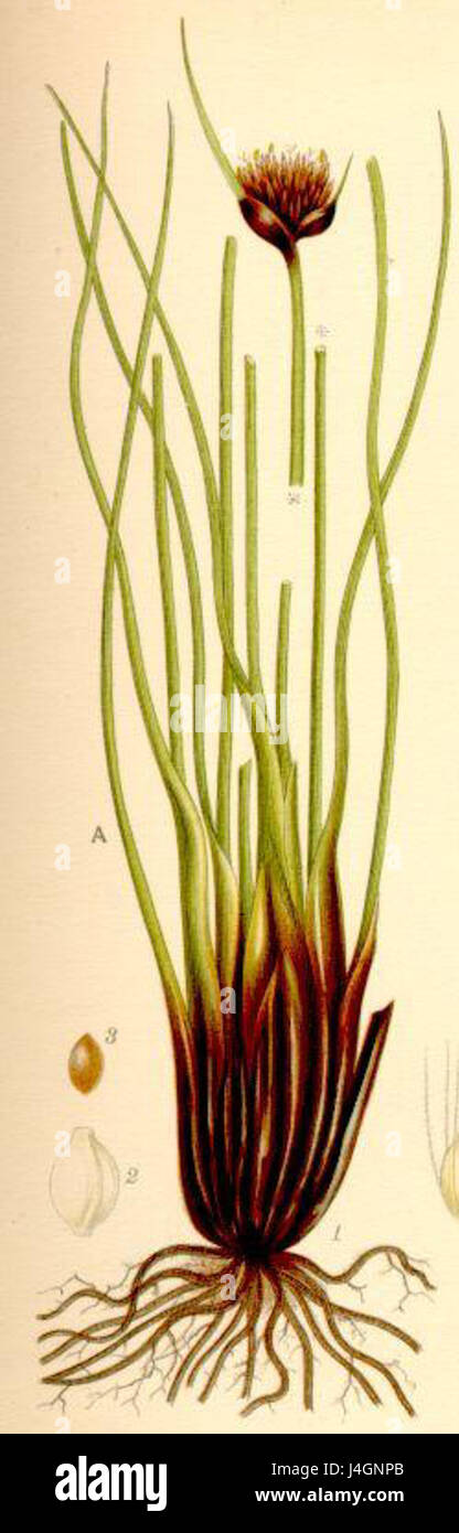 Schoenus nigricans, commonly known as black bog-rush, is a species of ...