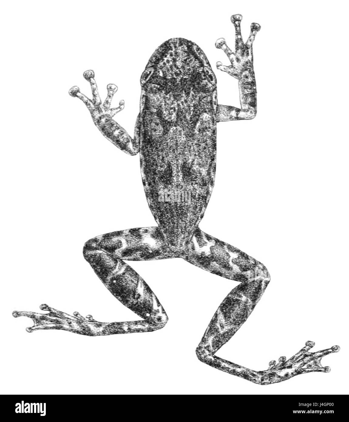 Life cycle of the frog Black and White Stock Photos & Images - Alamy