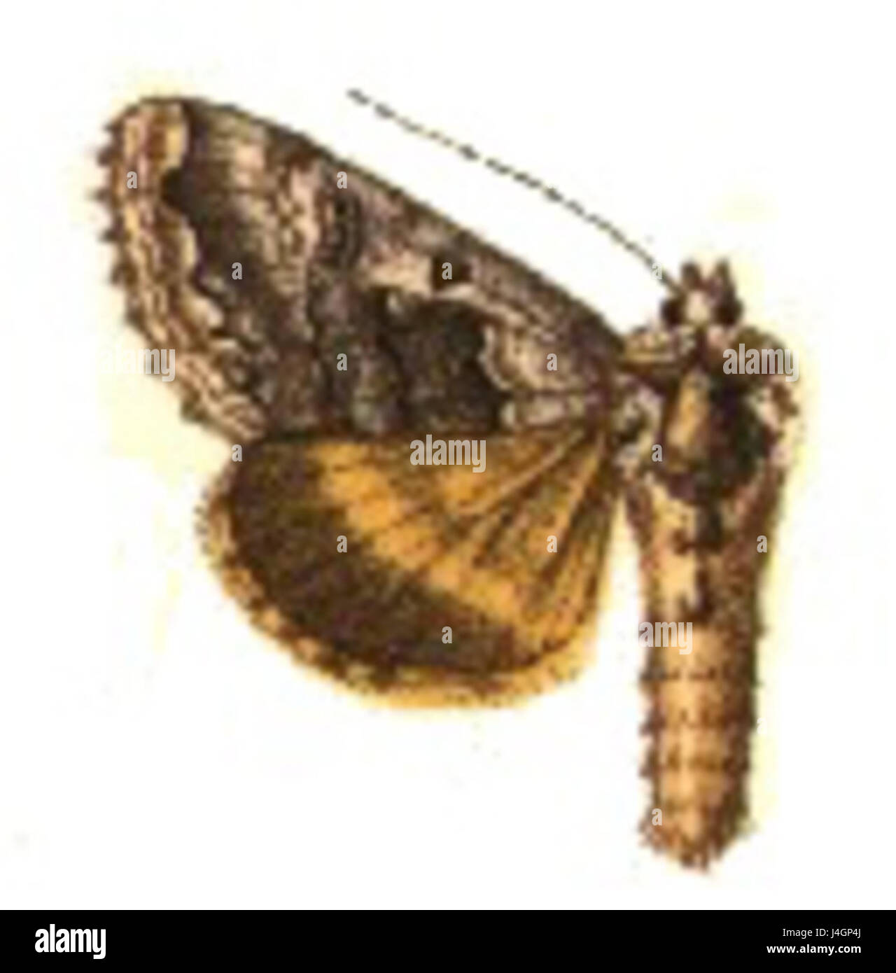 Geometridae moths Cut Out Stock Images & Pictures - Alamy